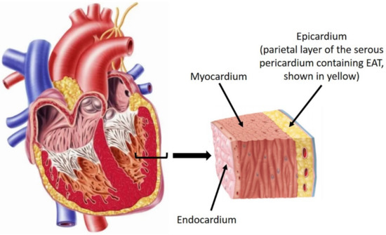 The Role of Epicardial Adipose Tissue in the Development of Atrial ...
