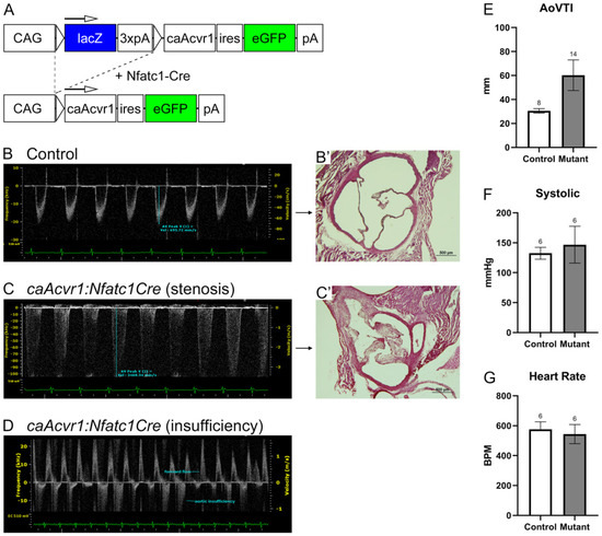 Journal of Cardiovascular Development and Disease | An Open Access ...
