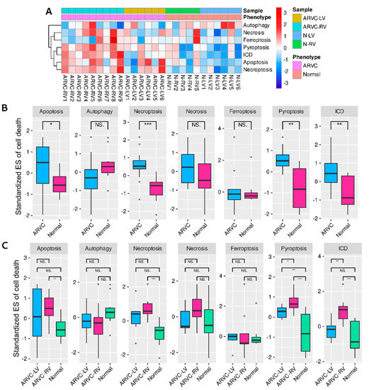 The Landscape of Cell Death Processes with Associated Immunogenic and ...
