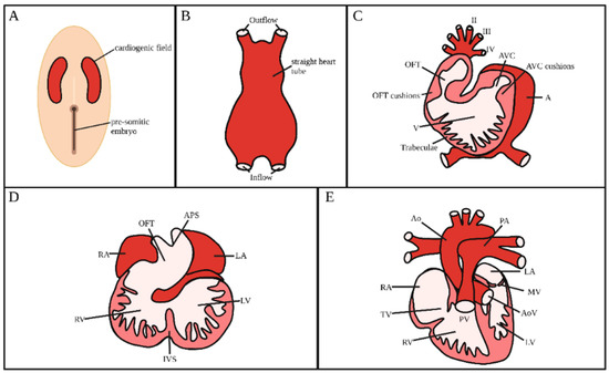Effect of Blood Flow on Cardiac Morphogenesis and Formation of ...