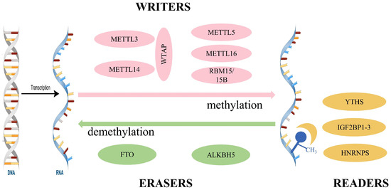 The Mechanism and Role of N6-Methyladenosine (m6A) Modification in ...