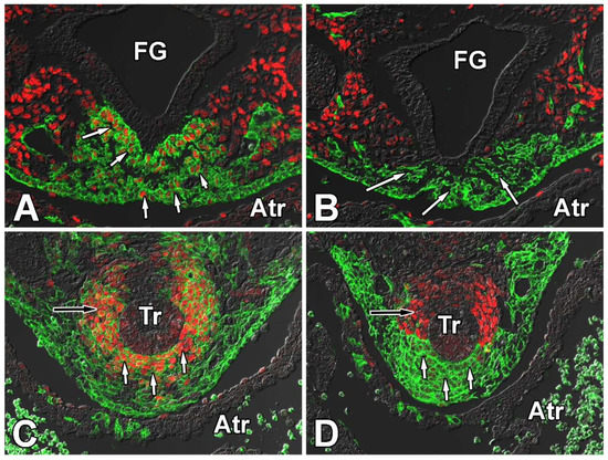 Sox9 Expression in the Second Heart Field; A Morphological Assessment ...
