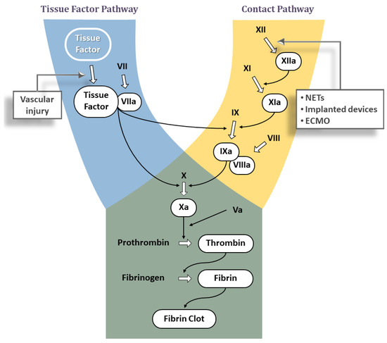 Factor Ix Clotting Cascade