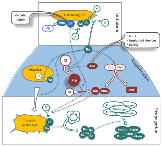Factor XI/XIa Inhibition: The Arsenal in Development for a New ...