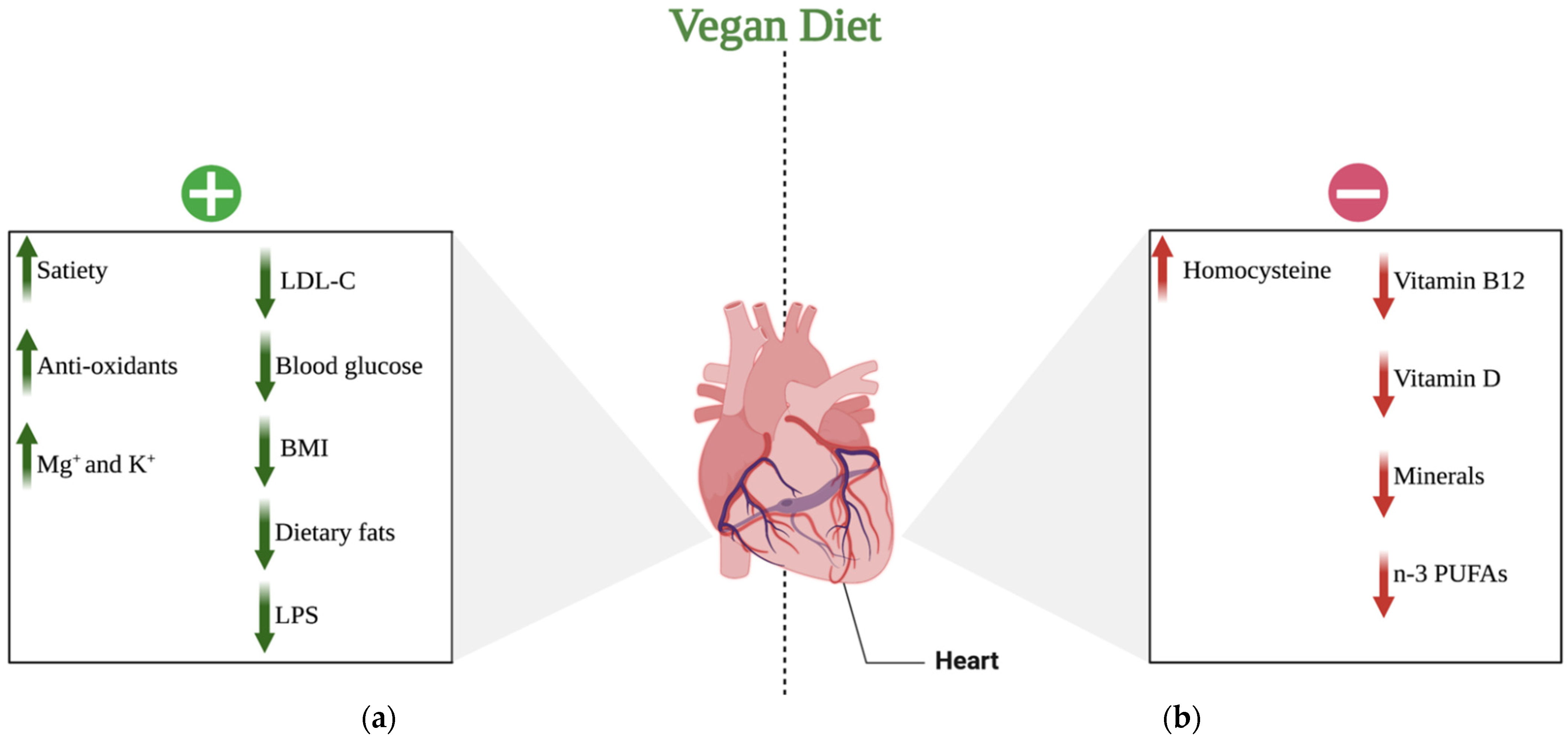 Jcdd Free Full Text The Effect Of A Vegan Diet On The Cardiovascular System