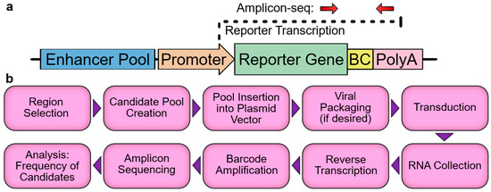 Massively Parallel Reporter Assays for High-Throughput In Vivo Analysis of Cis-Regulatory Elements