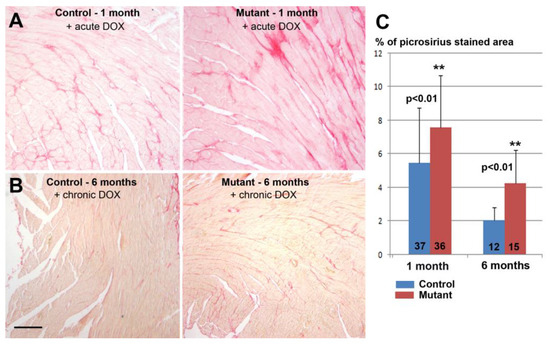 Cardiomyocyte-Specific Wt1 Is Involved in Cardiac Metabolism and ...