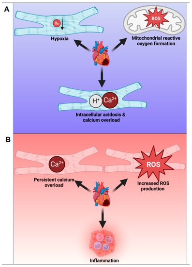 The Intriguing Role of Hypoxia-Inducible Factor in Myocardial Ischemia ...