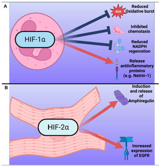 The Intriguing Role of Hypoxia-Inducible Factor in Myocardial Ischemia ...