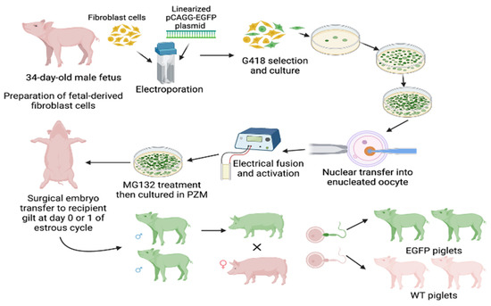 JCDD | Free Full-Text | Characterization of Green Fluorescent Protein ...