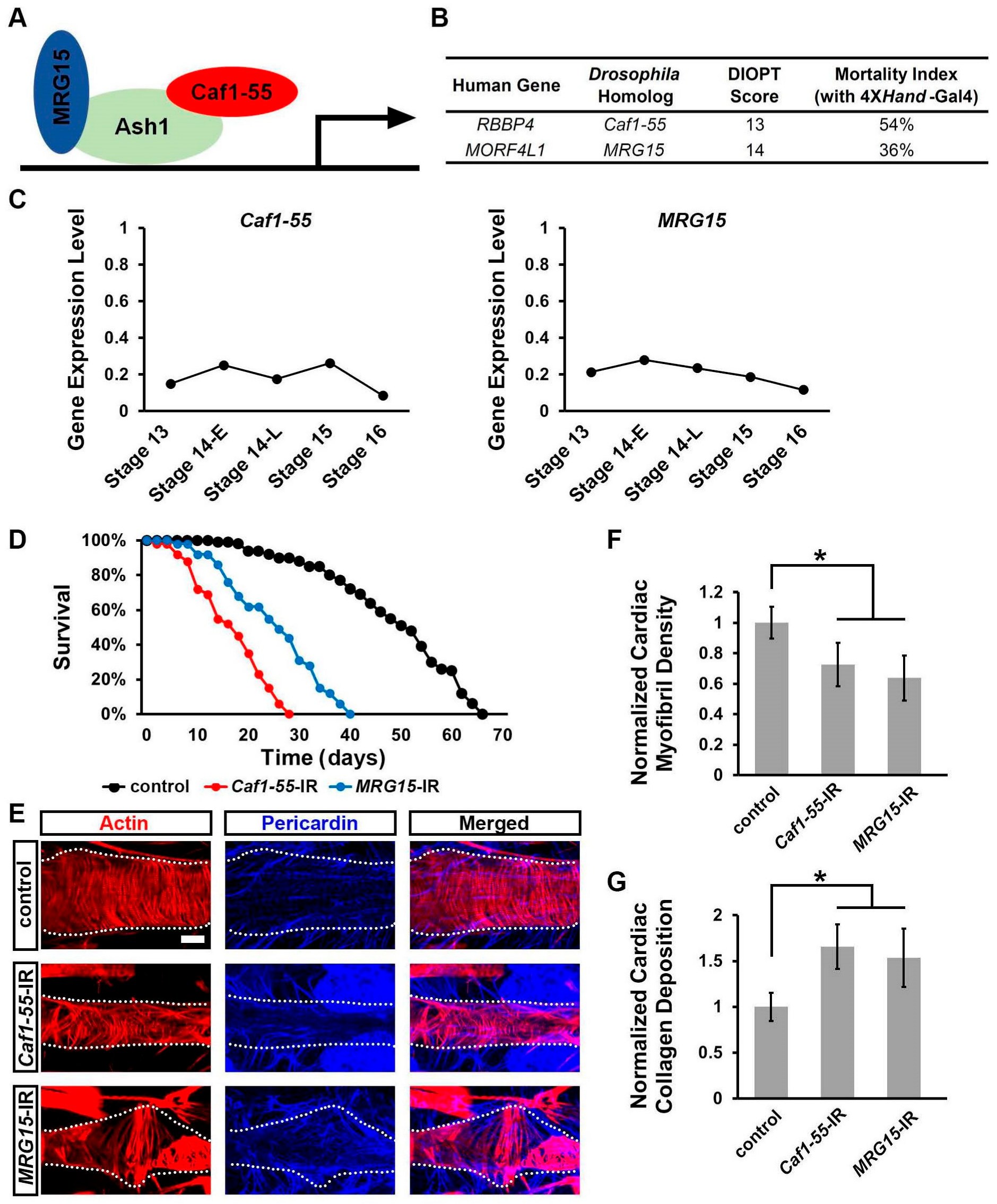 H3K36 Di-Methylation Marks, Mediated by Ash1 in Complex with Caf1-55 ...