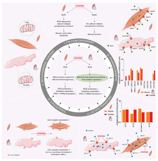 Statins and Cardiomyocyte Metabolism, Friend or Foe?