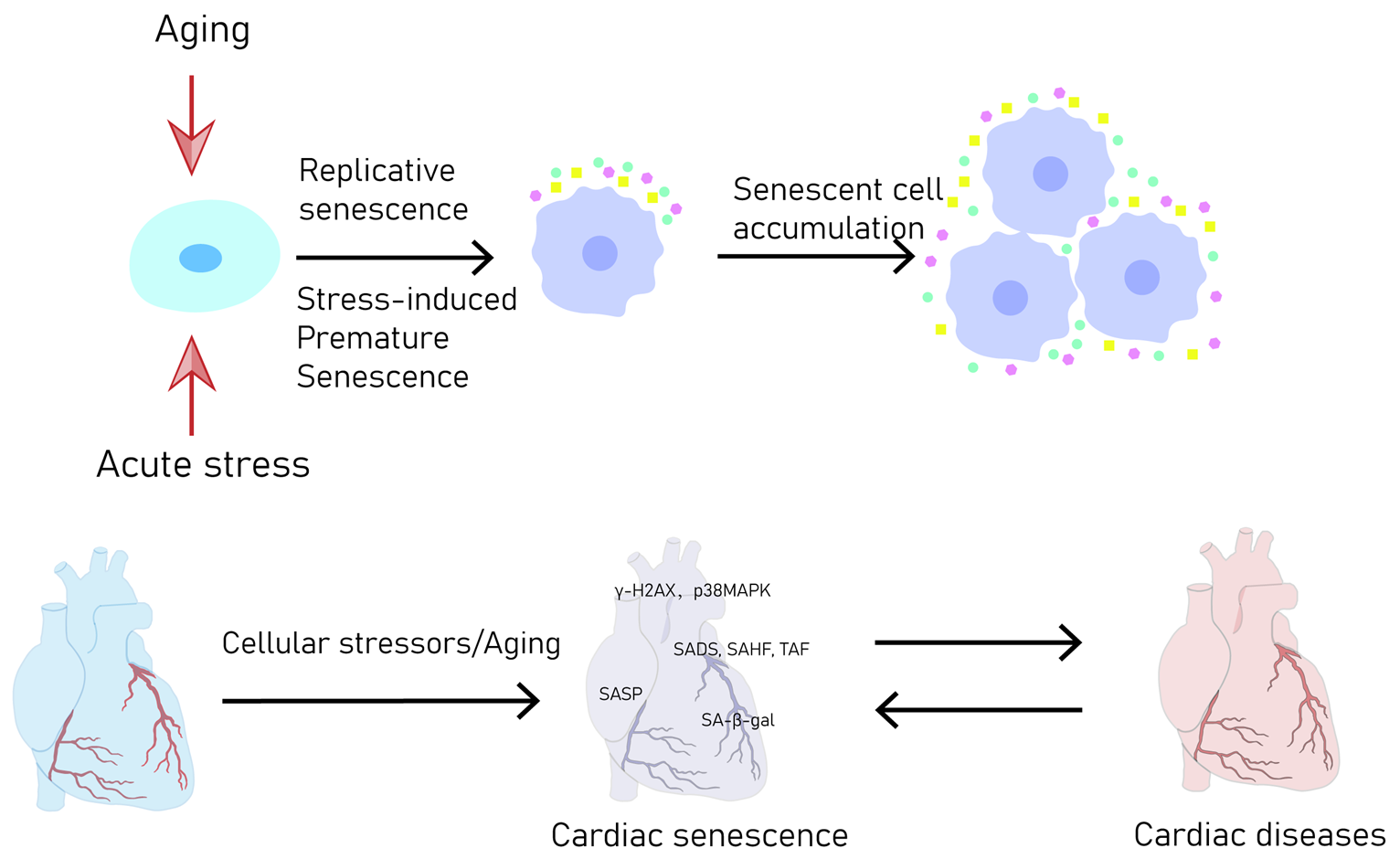 Cellular Senescence in Cardiovascular Diseases: From Pathogenesis to ...