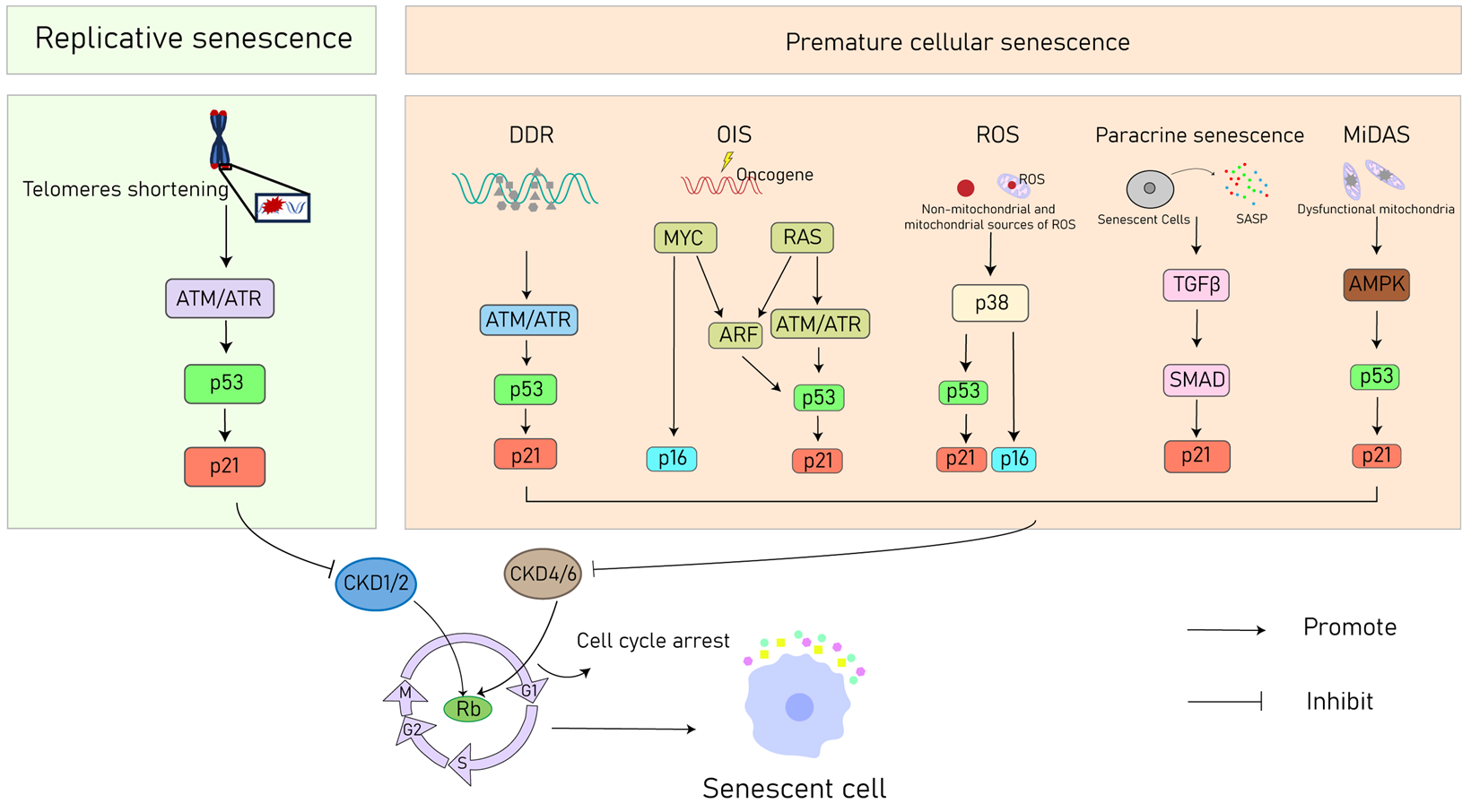 JCDD | Free Full-Text | Cellular Senescence in Cardiovascular Diseases: From Pathogenesis to ...
