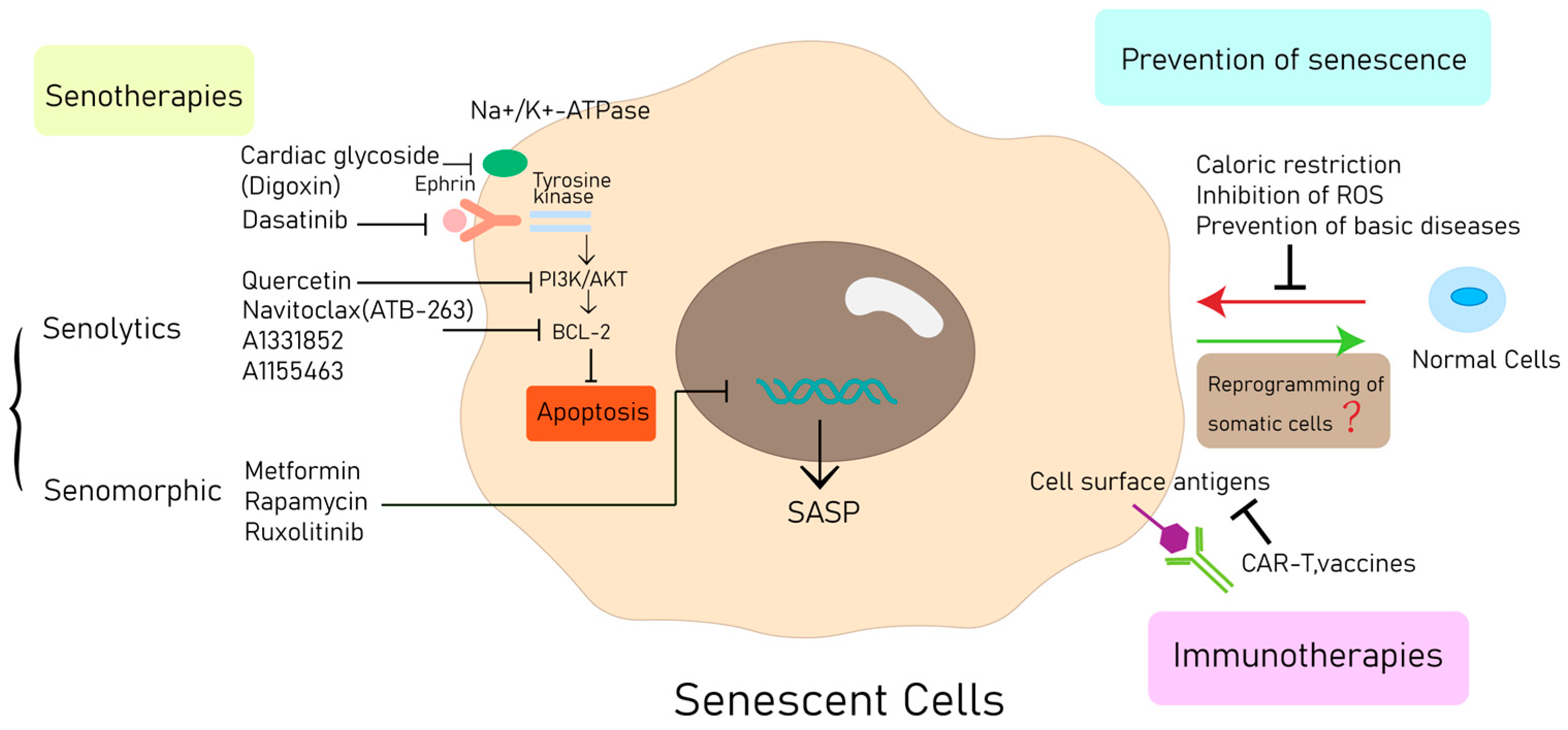 JCDD | Free Full-Text | Cellular Senescence in Cardiovascular Diseases: From Pathogenesis to ...