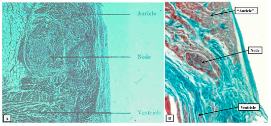 The Atrioventricular Conduction Axis Revisited for the 21st Century