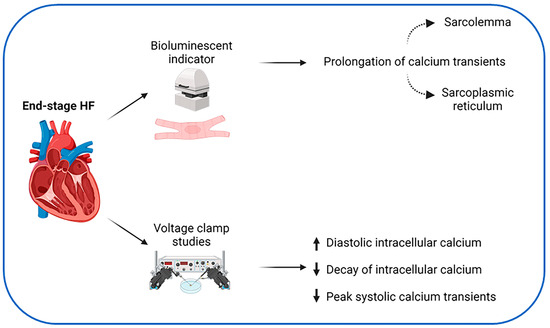 Myocardial Calcium Handling in Type 2 Diabetes: A Novel Therapeutic Target