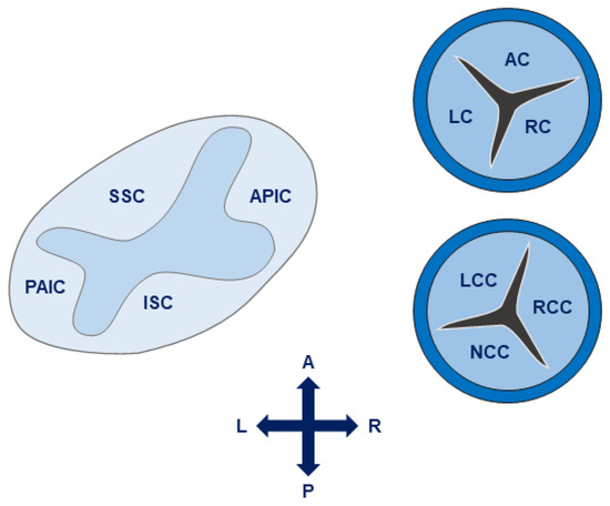 Aortic Valve Embryology, Mechanobiology, and Second Messenger Pathways ...