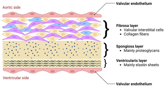 Aortic Valve Embryology, Mechanobiology, and Second Messenger Pathways ...
