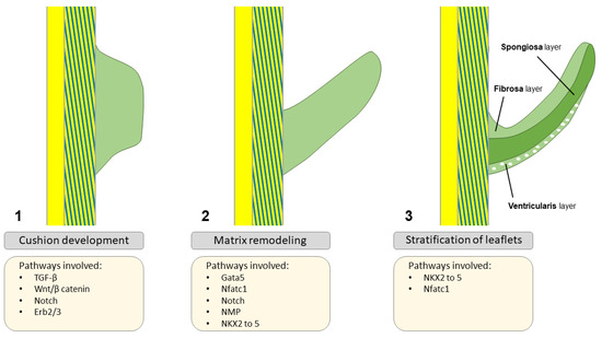 Aortic Valve Embryology, Mechanobiology, and Second Messenger Pathways ...
