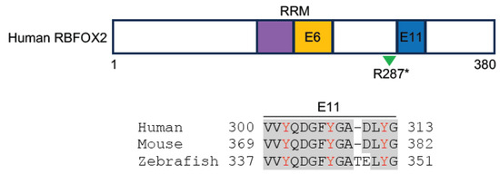 RNA-Binding Proteins in Cardiomyopathies