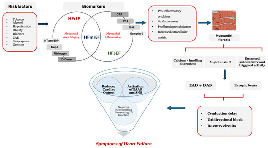 Heart Failure with Mildly Reduced Ejection Fraction—A Phenotype Waiting ...