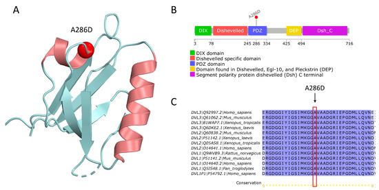 The Role of NOTCH Pathway Genes in the Inherited Susceptibility to ...
