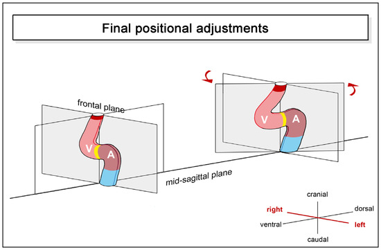 The Functional Significance of Cardiac Looping: Comparative Embryology ...
