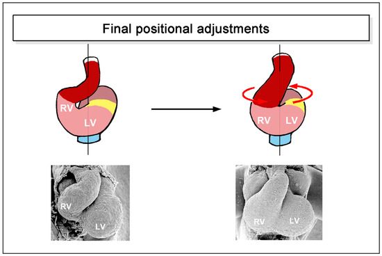 JCDD | Free Full-Text | The Functional Significance of Cardiac Looping ...