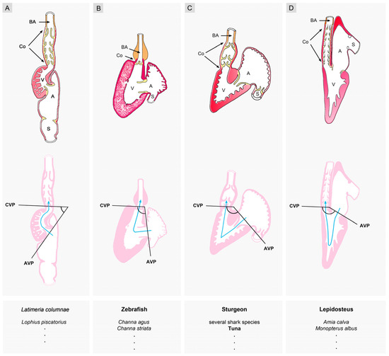 JCDD | Free Full-Text | The Functional Significance of Cardiac Looping ...