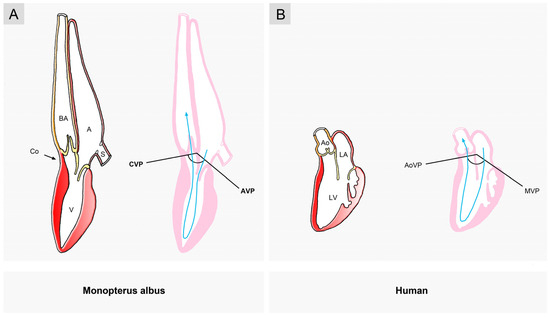 JCDD | Free Full-Text | The Functional Significance of Cardiac Looping ...