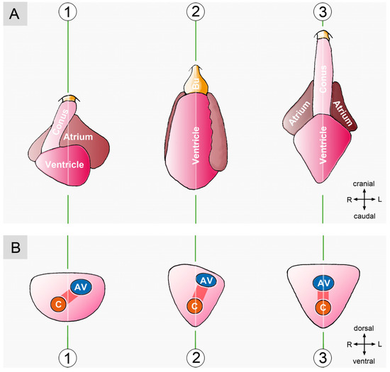 JCDD | Free Full-Text | The Functional Significance of Cardiac Looping ...