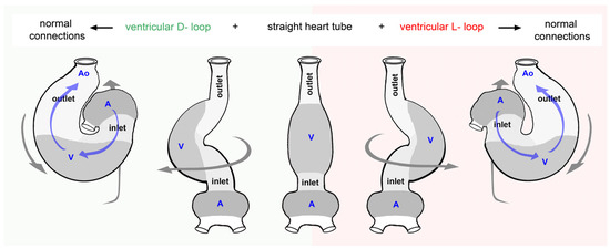 JCDD | Free Full-Text | The Functional Significance of Cardiac Looping ...