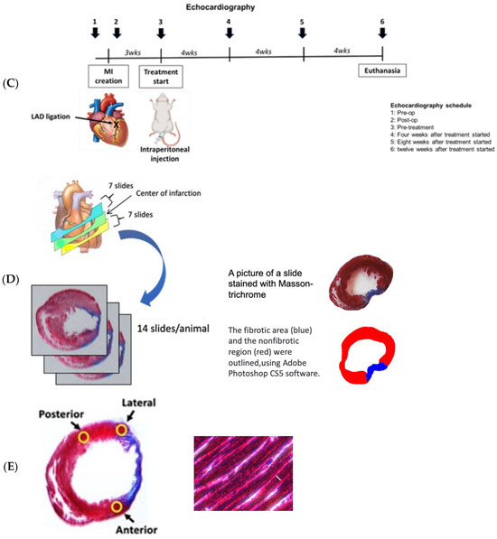 Activation of a GPCR, ORL1 Receptor: A Novel Therapy to Prevent Heart ...