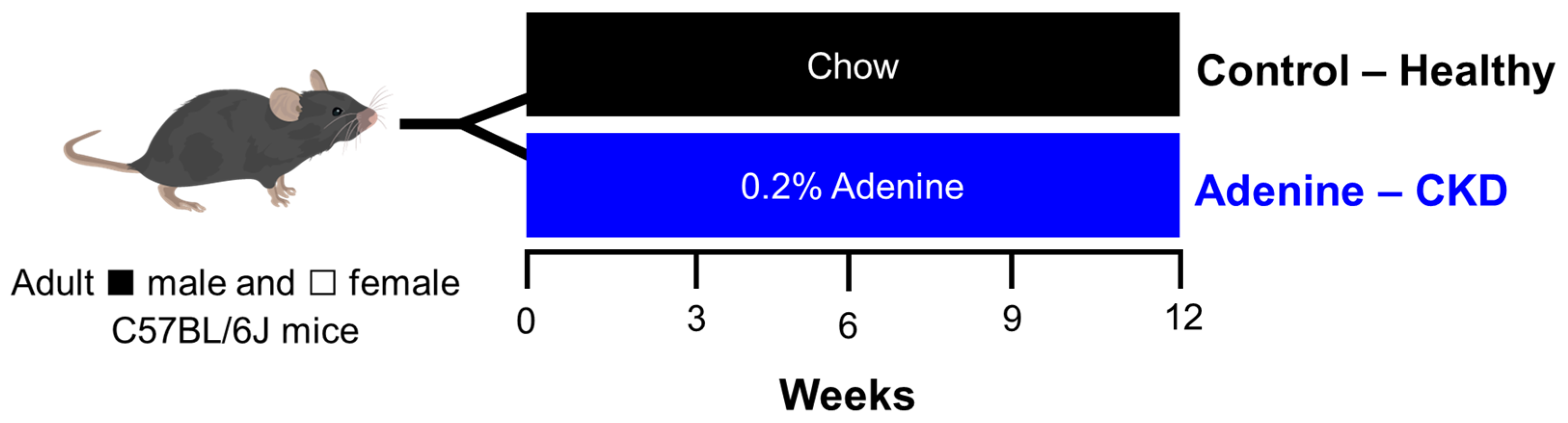 Sex-Specific Changes in Cardiac Function and Electrophysiology During ...