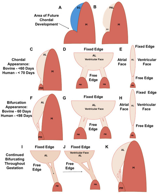 New Insights on the Formation of the Mitral Valve Chordae Tendineae in ...