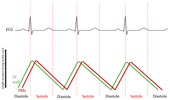 Papillary Muscles of the Left Ventricle: Integrating Electrical and ...
