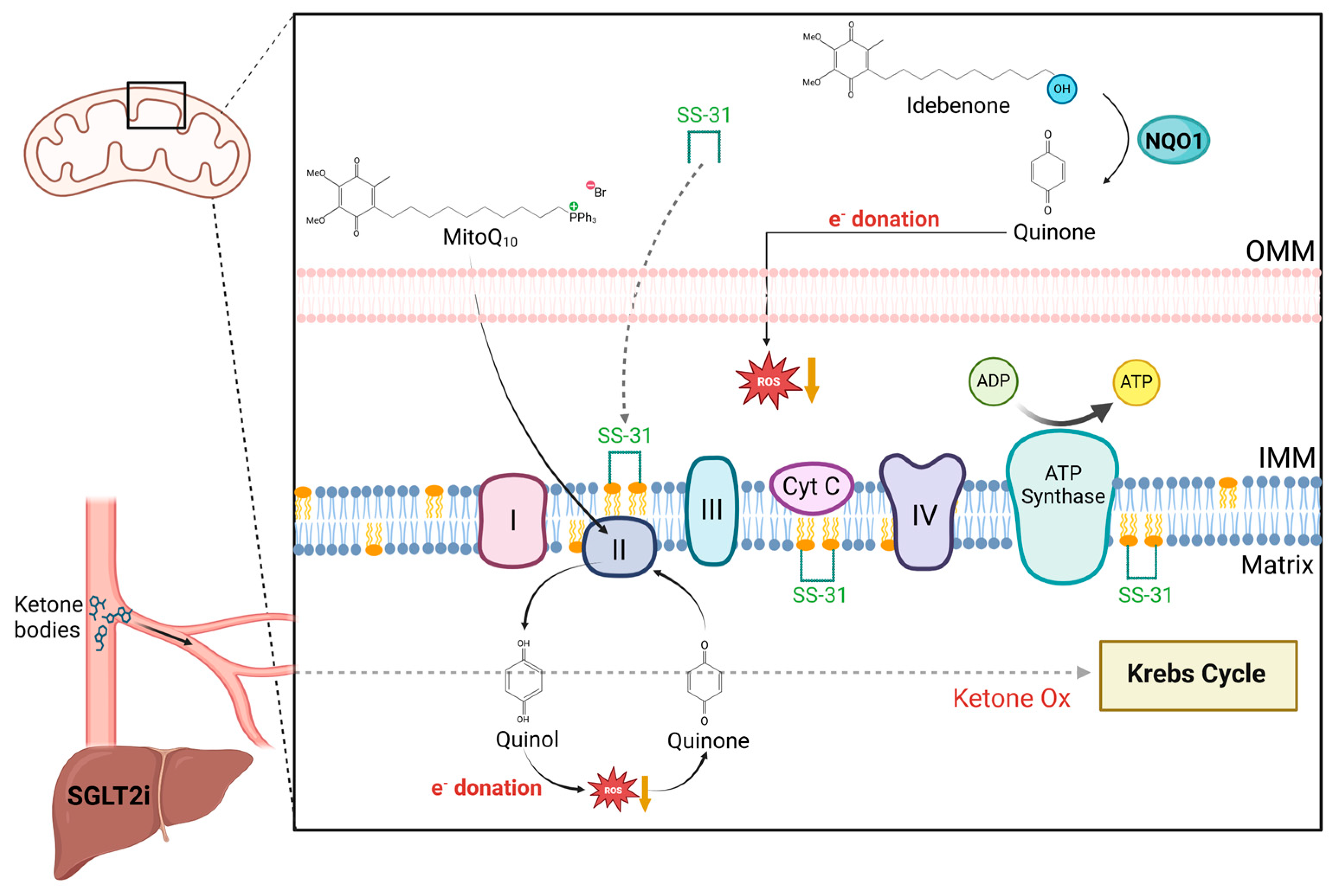 Mitochondrial Dysfunction in Congenital Heart Disease