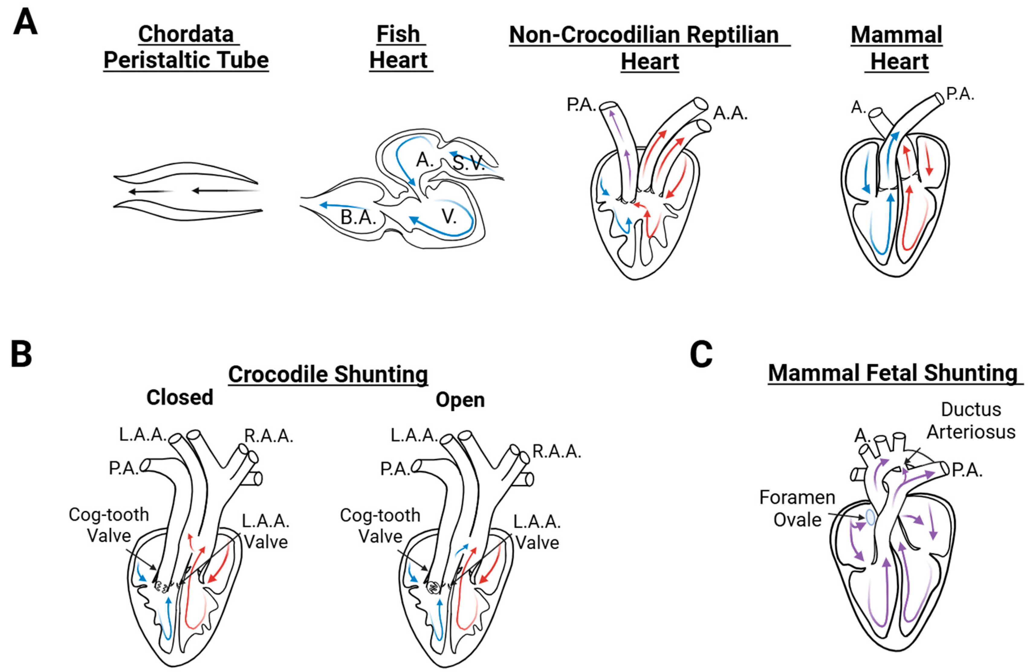 Developmental and Evolutionary Heart Adaptations Through Structure ...