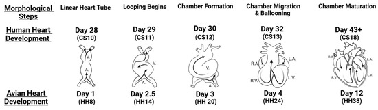 Developmental and Evolutionary Heart Adaptations Through Structure ...