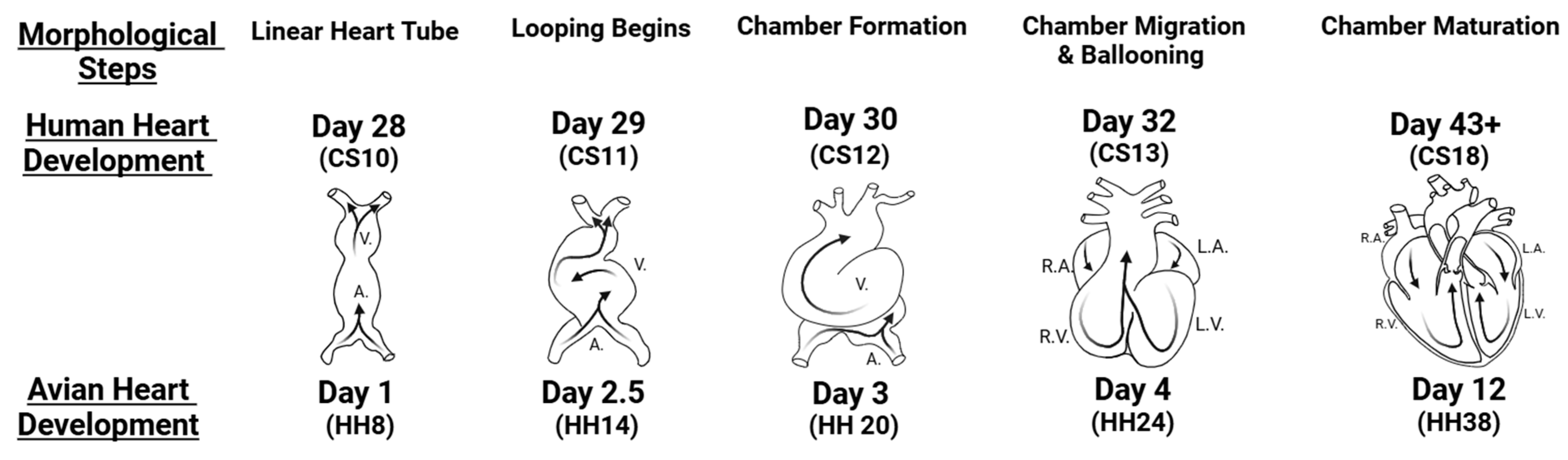 Developmental and Evolutionary Heart Adaptations Through Structure ...