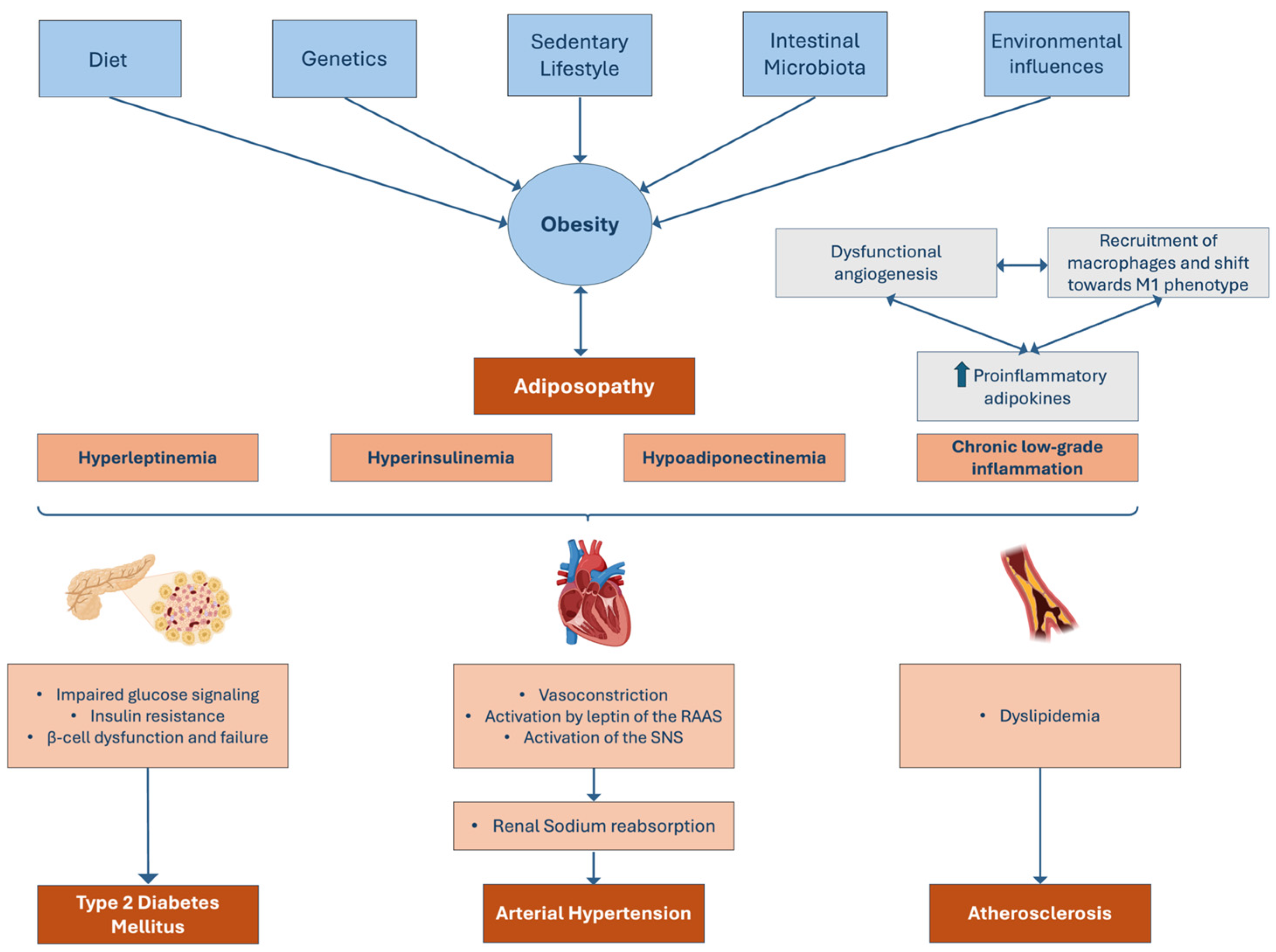 Pathophysiology of Maternal Obesity and Hypertension in Pregnancy