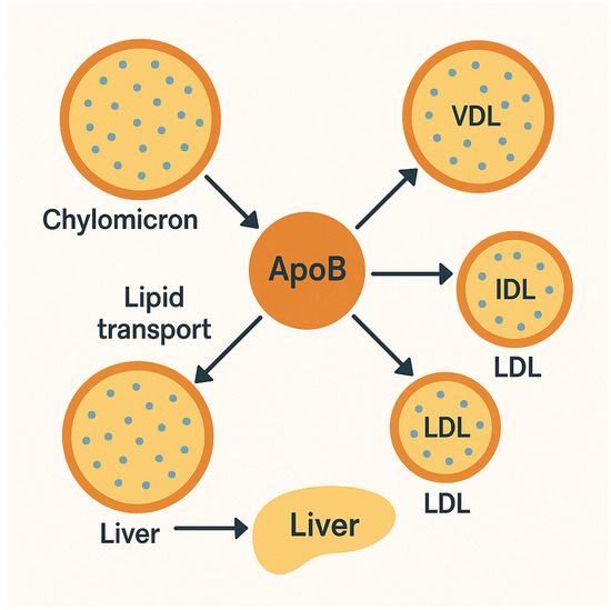 The Role of Non-HDL Cholesterol and Apolipoprotein B in Cardiovascular ...