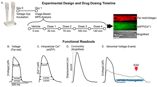 Nonclinical Human Cardiac New Approach Methodologies (NAMs) Predict ...