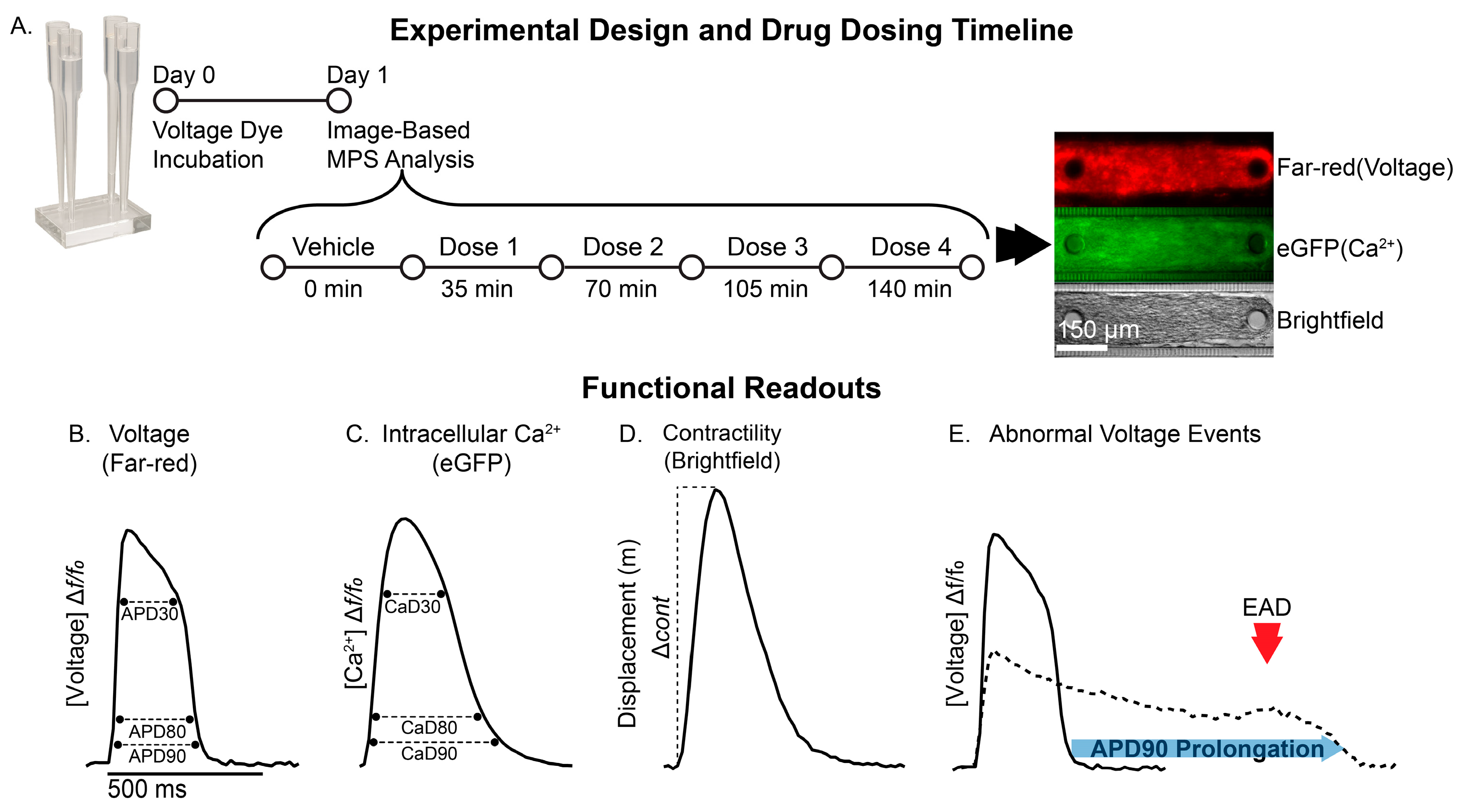 Nonclinical Human Cardiac New Approach Methodologies (NAMs) Predict ...