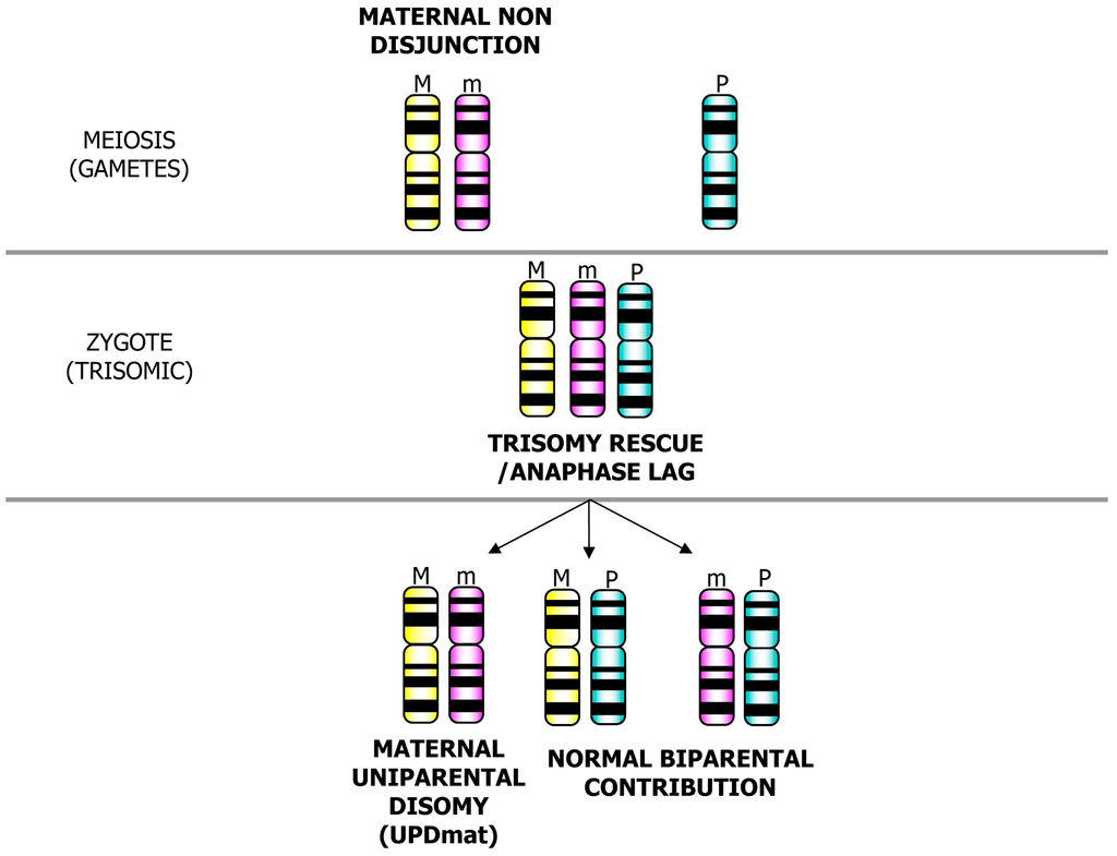 Jcm Free Full Text Chromosomal Mosaicism In Human Feto Placental