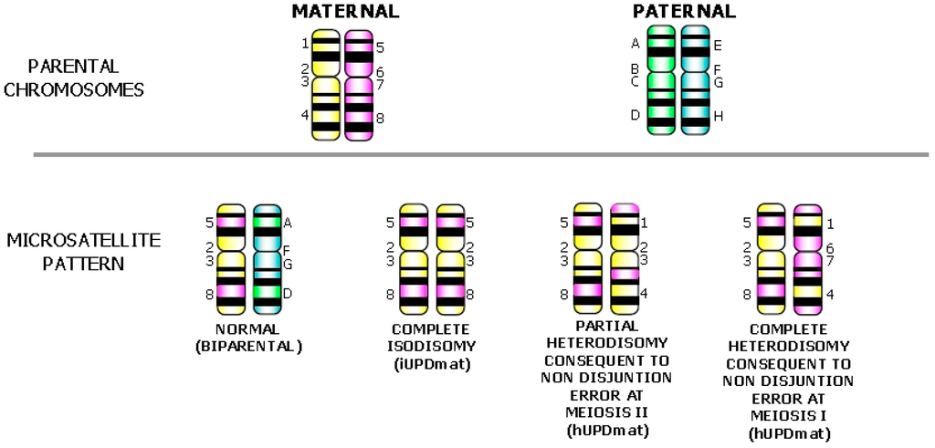 Chromosomal Mosaicism in Human Feto-Placental Development: Implications ...