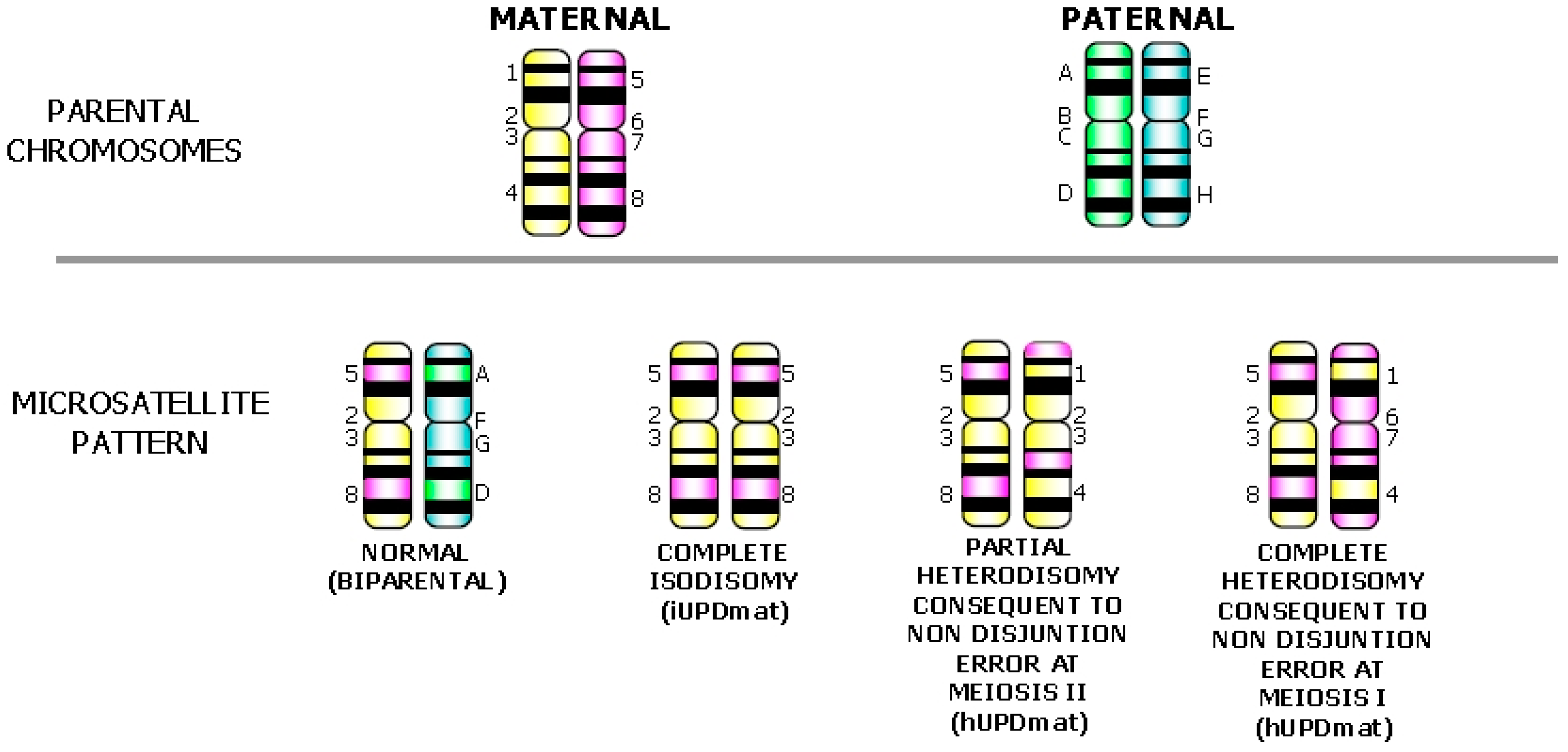 Chromosomal Mosaicism in Human Feto-Placental Development: Implications ...