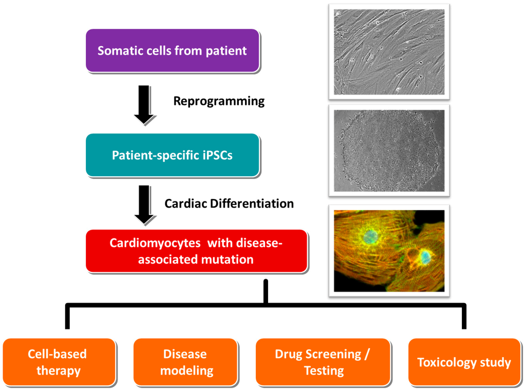 Clinical Potentials of Cardiomyocytes Derived from Patient-Specific ...