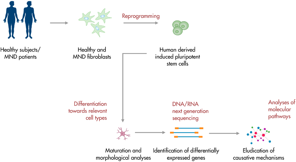 iPSC-Based Models to Unravel Key Pathogenetic Processes Underlying ...